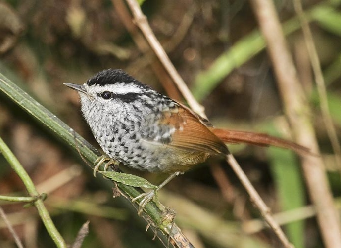 Rufous-tailed Antbird (Drymophila genei) :: BirdWeather