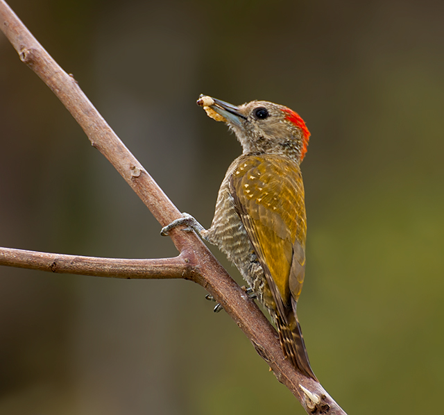 Little Woodpecker (Dryobates passerinus) :: BirdWeather
