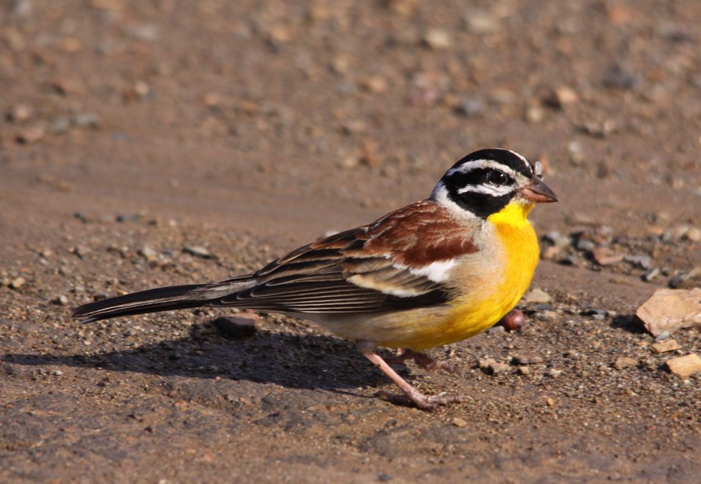 Golden-breasted Bunting (Emberiza flaviventris) :: BirdWeather