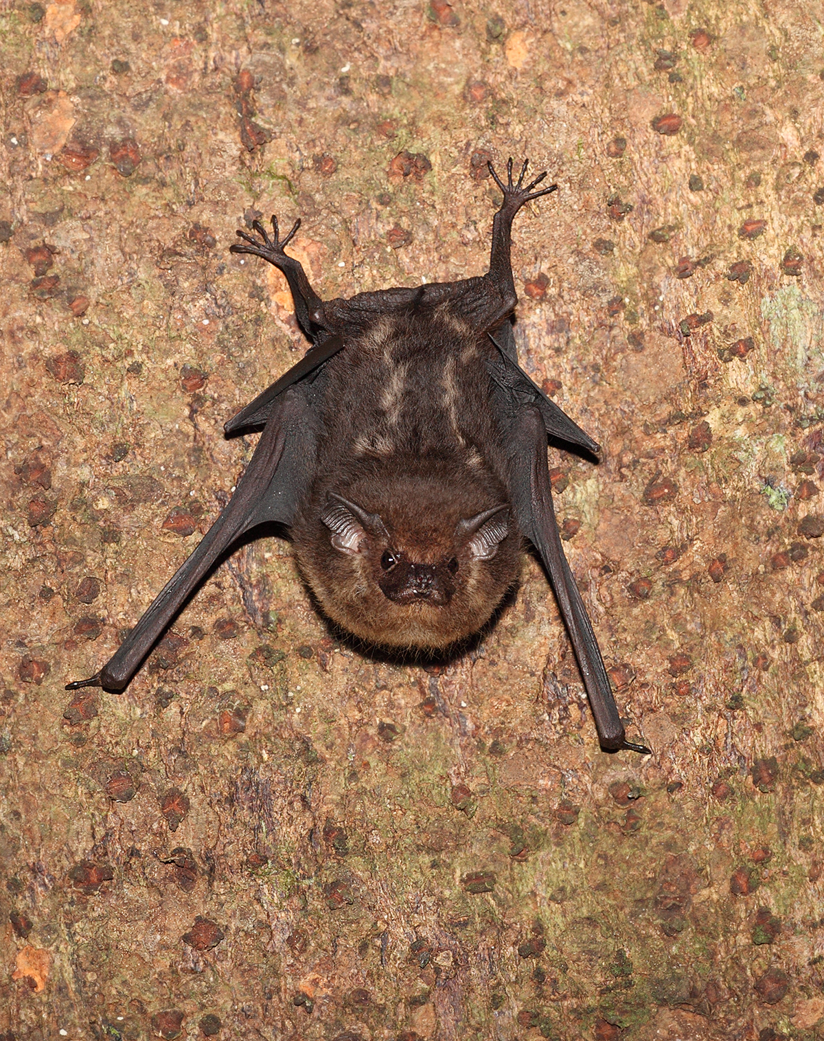 Sac-winged Bats (Saccopteryx) :: BirdWeather