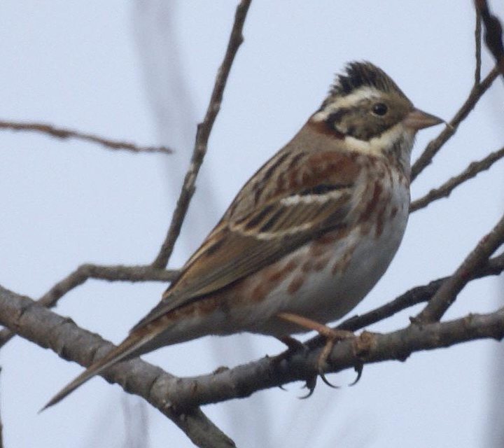 Rustic Bunting (Emberiza rustica) :: BirdWeather