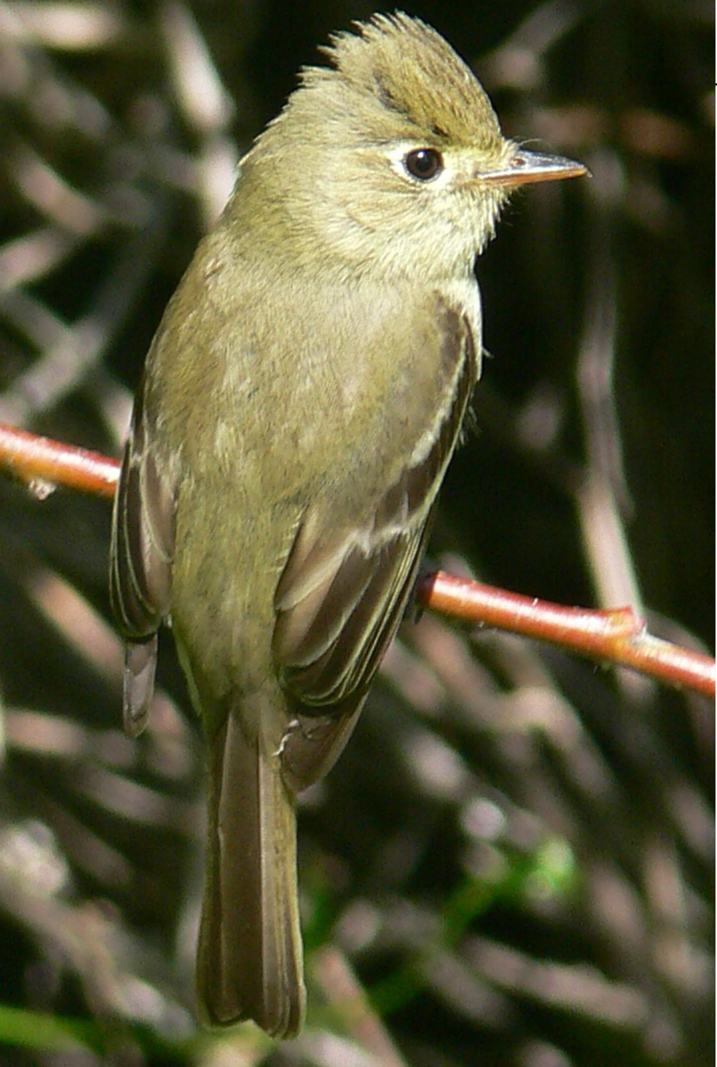 Pacific-slope Flycatcher (Empidonax difficilis) :: BirdWeather