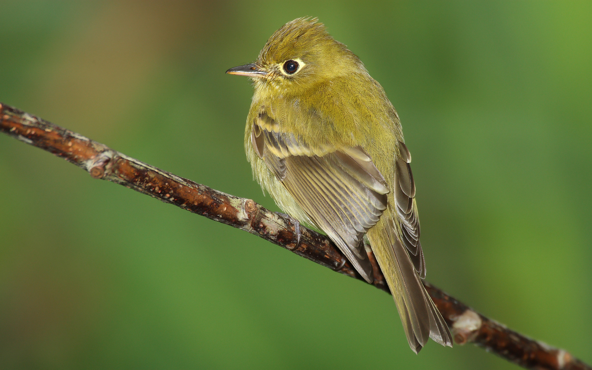 Yellowish Flycatcher (Empidonax flavescens) :: BirdWeather