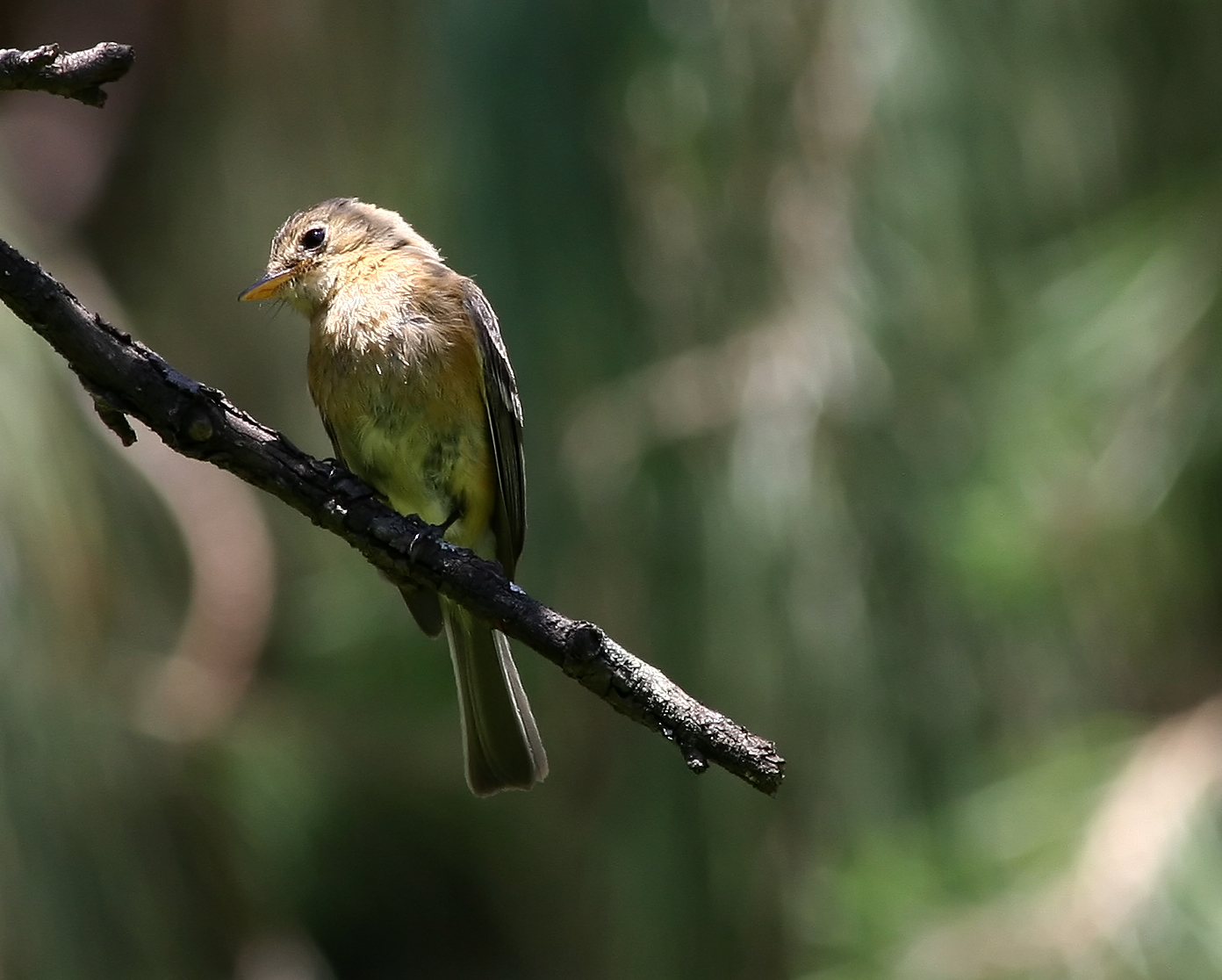 Buff-breasted Flycatcher (Empidonax fulvifrons) :: BirdWeather