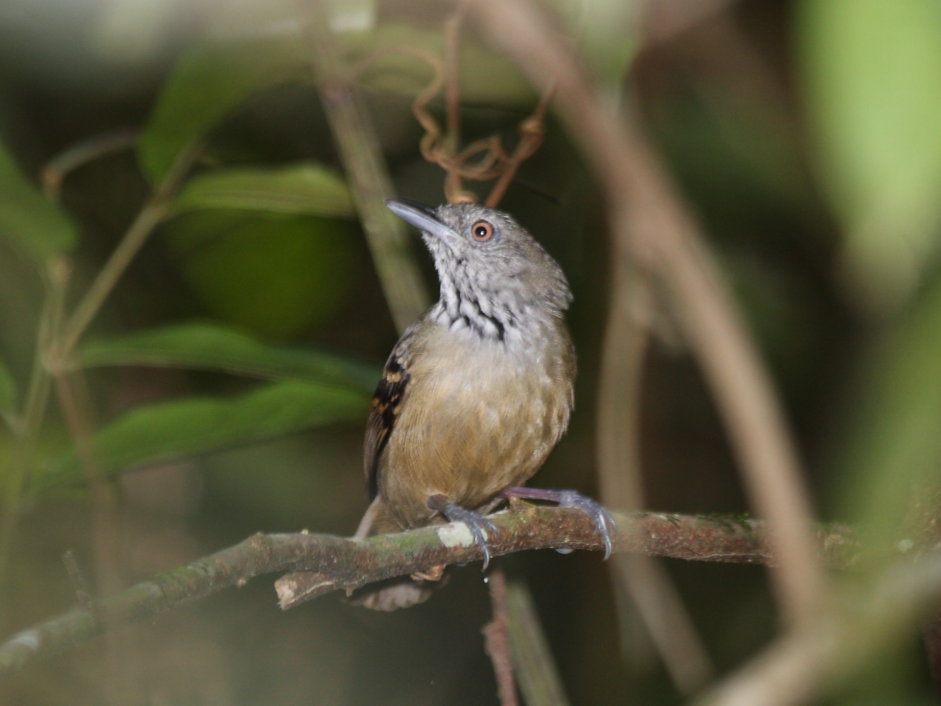 Checker-throated Stipplethroat (Epinecrophylla fulviventris) :: BirdWeather