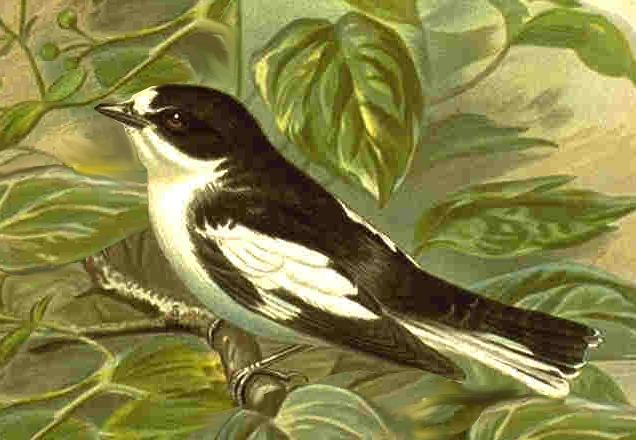Semicollared Flycatcher (Ficedula semitorquata) :: BirdWeather