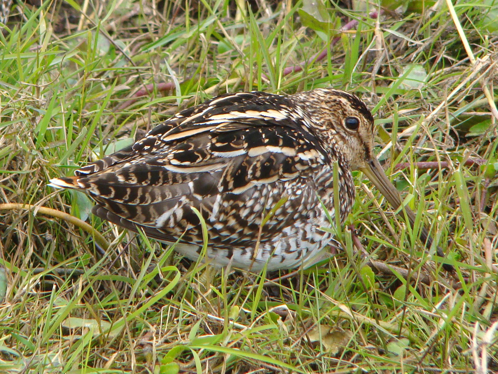 Paraguayan Snipe (Gallinago paraguaiae) :: BirdWeather