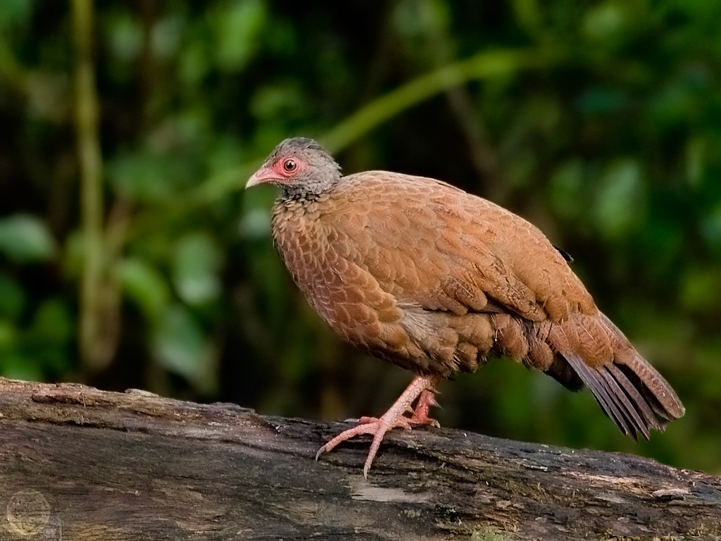 Red Spurfowl (Galloperdix spadicea) :: BirdWeather