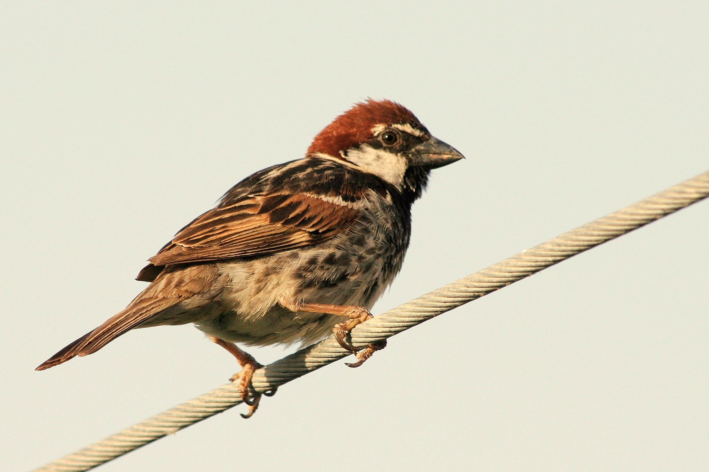 Spanish Sparrow (Passer hispaniolensis) :: BirdWeather