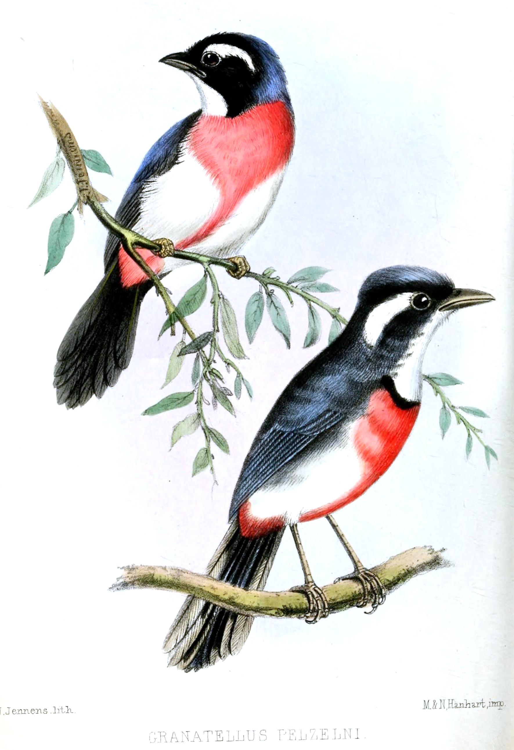 Rose-breasted Chat (Granatellus pelzelni) :: BirdWeather