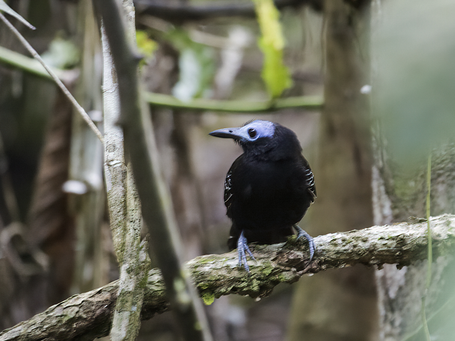 Bare-crowned Antbird (Gymnocichla nudiceps) :: BirdWeather
