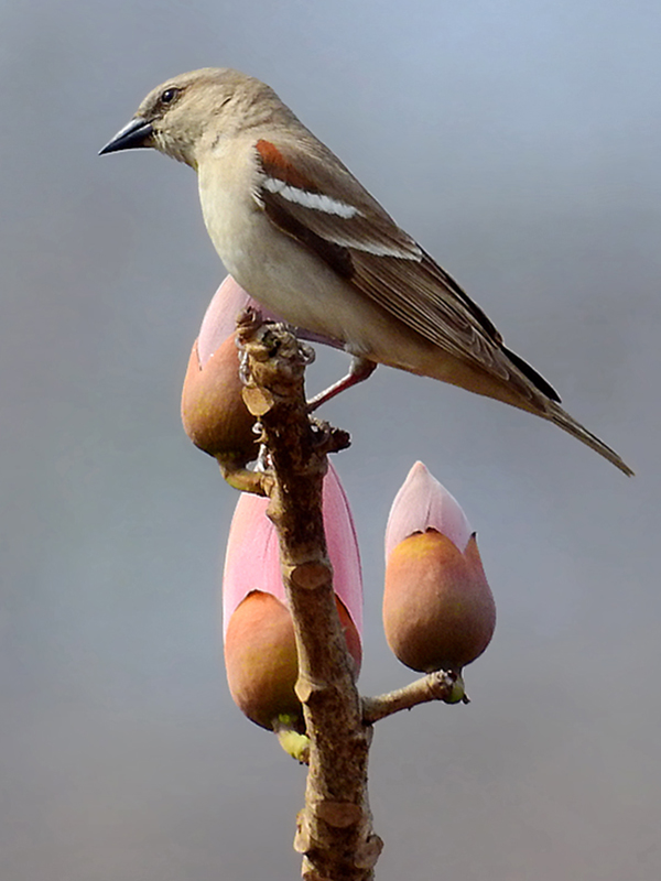 Yellow-throated Sparrow (Gymnoris xanthocollis) :: BirdWeather