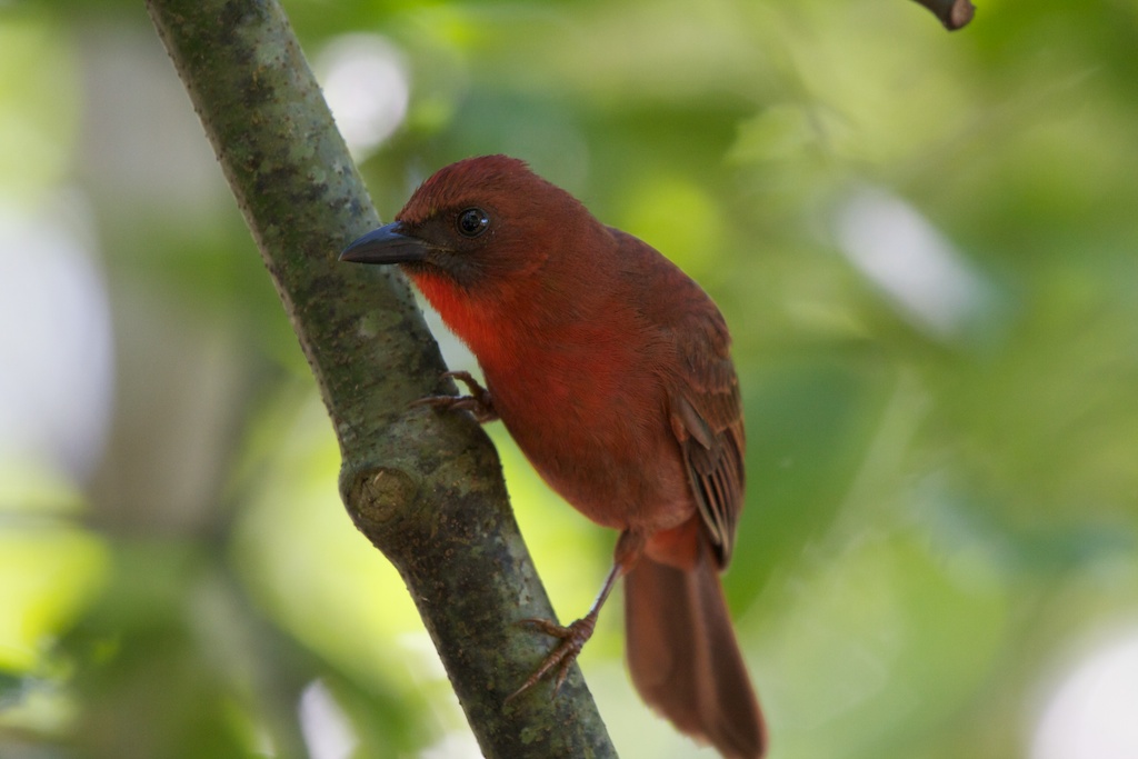 Red-throated Ant-Tanager (Habia fuscicauda) :: BirdWeather