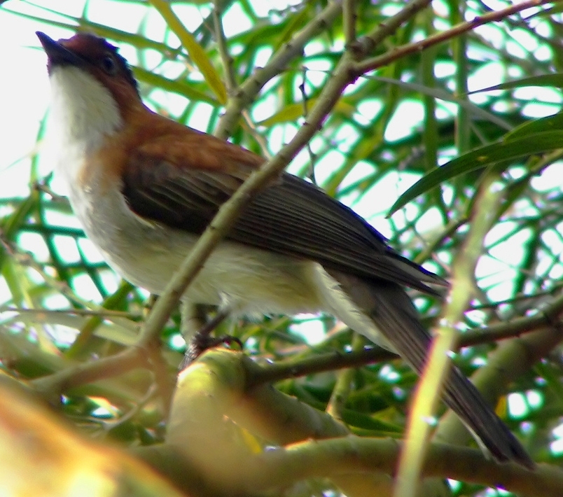Chestnut Bulbul (Hemixos castanonotus) :: BirdWeather