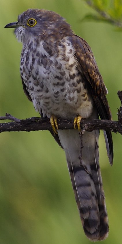Common Hawk-Cuckoo (Hierococcyx varius) :: BirdWeather