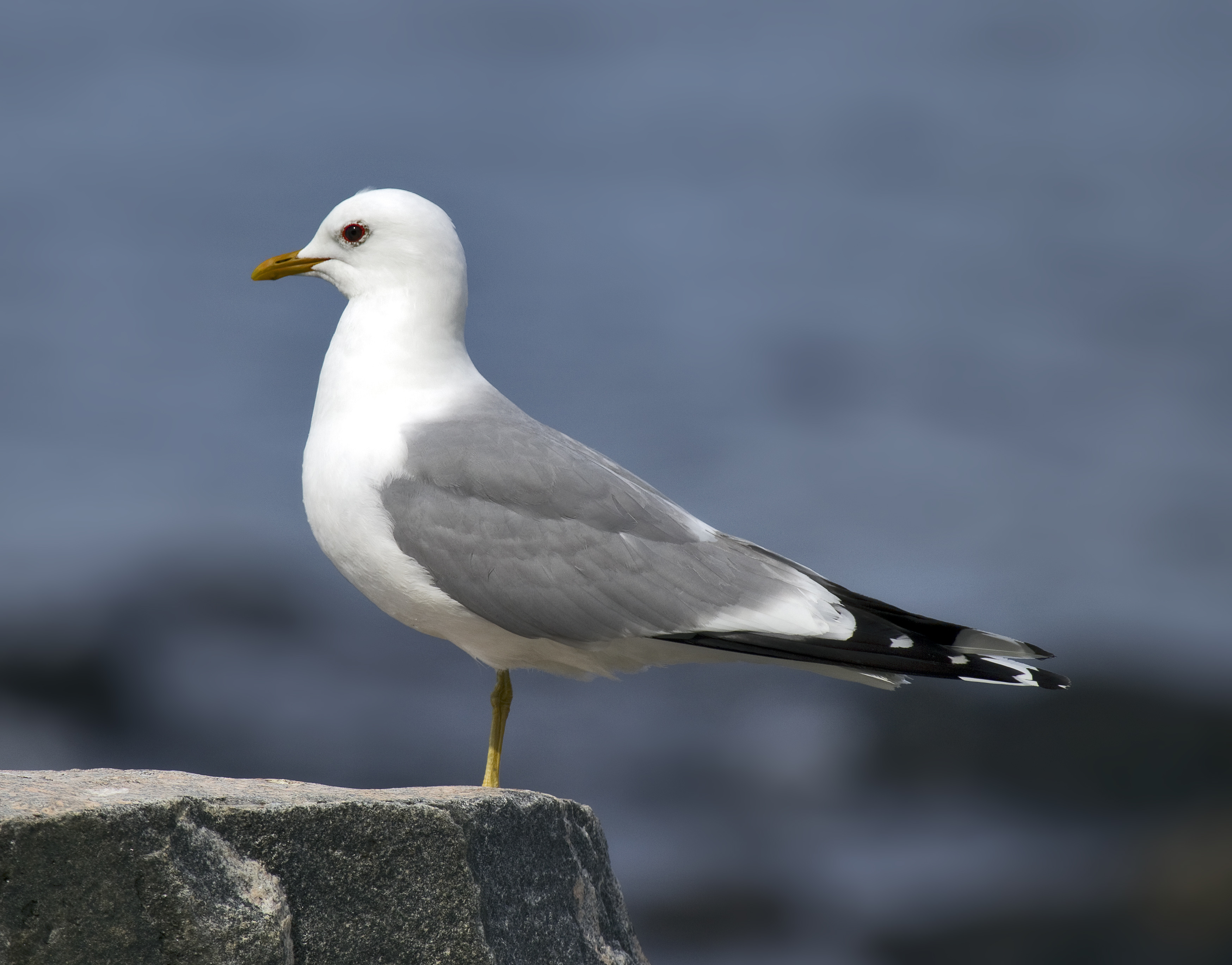 Common Gull (Larus canus) :: BirdWeather