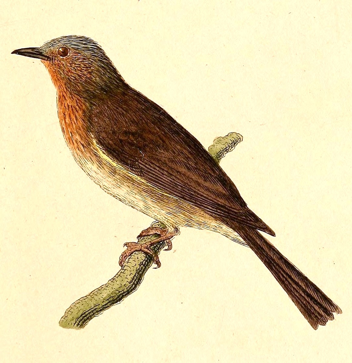 Philippine Bulbul (Hypsipetes philippinus) :: BirdWeather