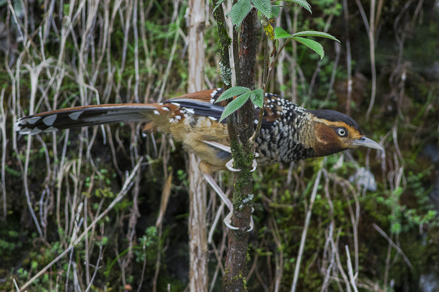 Spotted Laughingthrush (Ianthocincla ocellata) :: BirdWeather