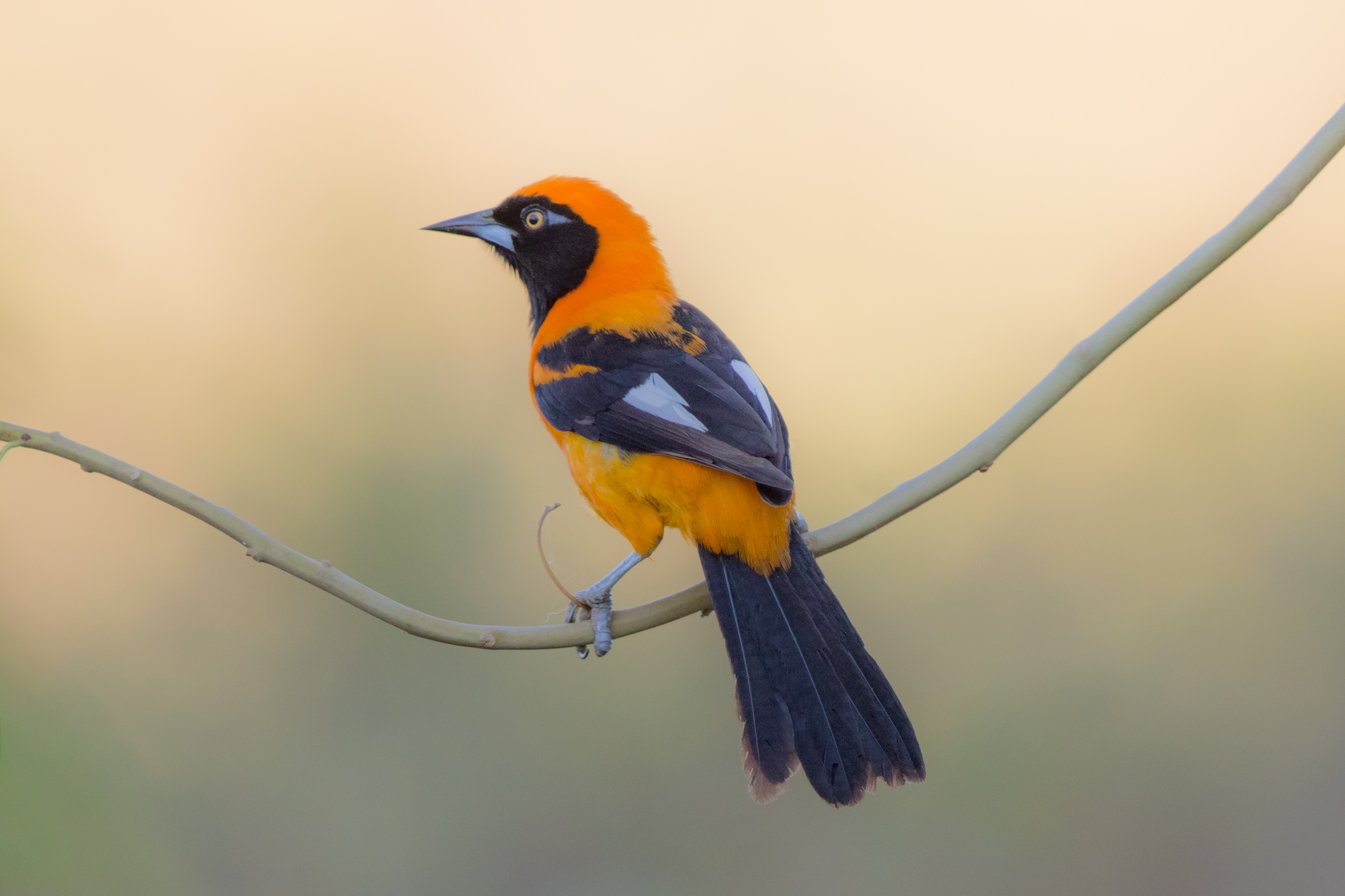Orange-backed Troupial (Icterus croconotus) :: BirdWeather