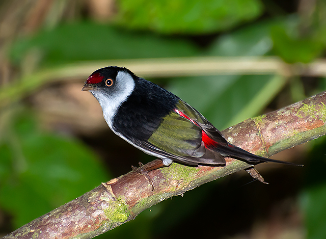 Pin-tailed Manakin (Ilicura militaris) :: BirdWeather