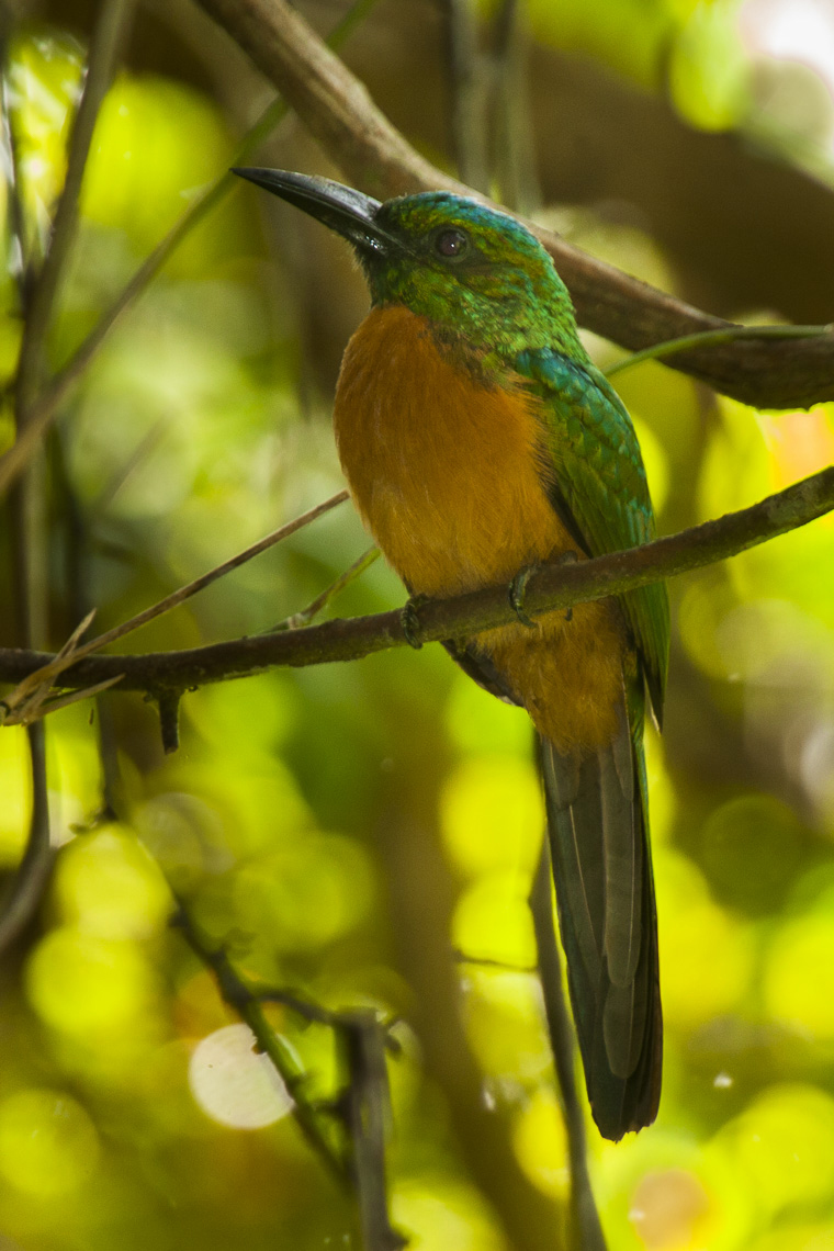Great Jacamar (Jacamerops aureus) :: BirdWeather
