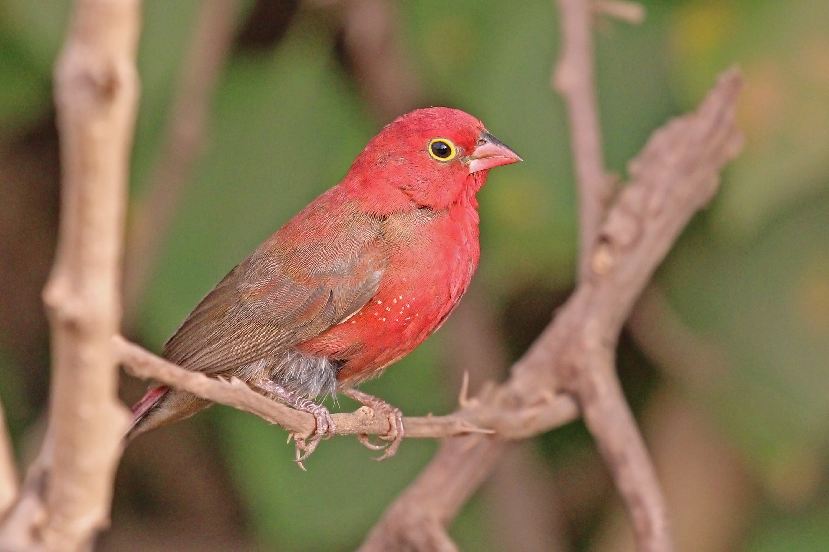 Red-billed Firefinch (Lagonosticta senegala) :: BirdWeather