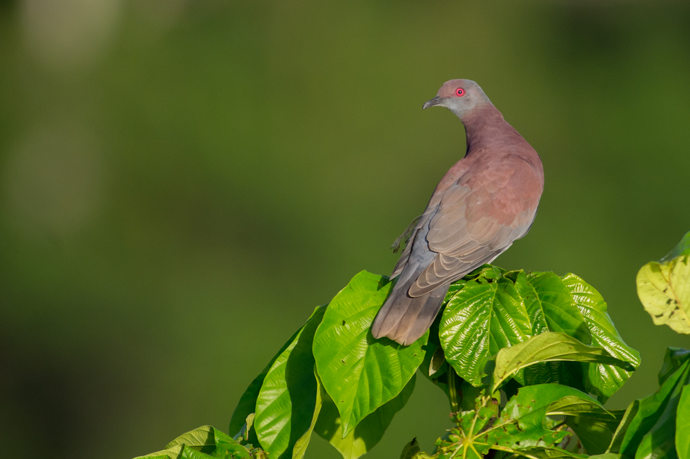 Pale-vented Pigeon (Patagioenas cayennensis) :: BirdWeather