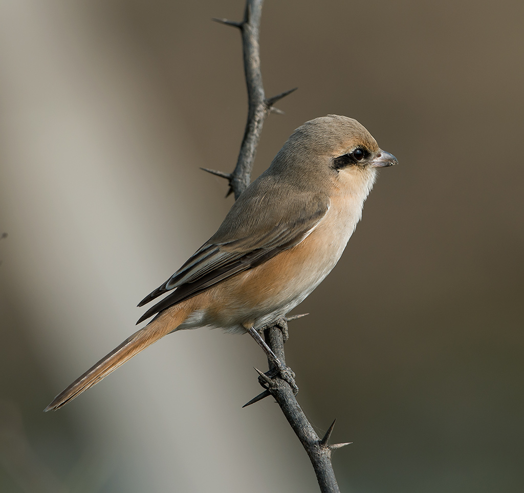 Isabelline Shrike (Lanius isabellinus) :: BirdWeather