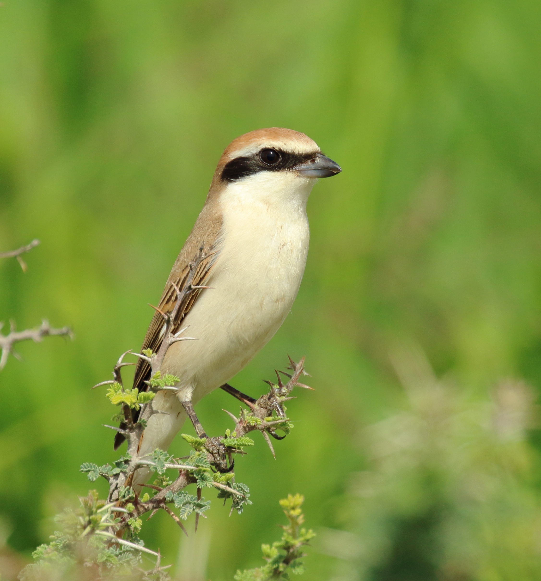 Red-tailed Shrike (Lanius phoenicuroides) :: BirdWeather