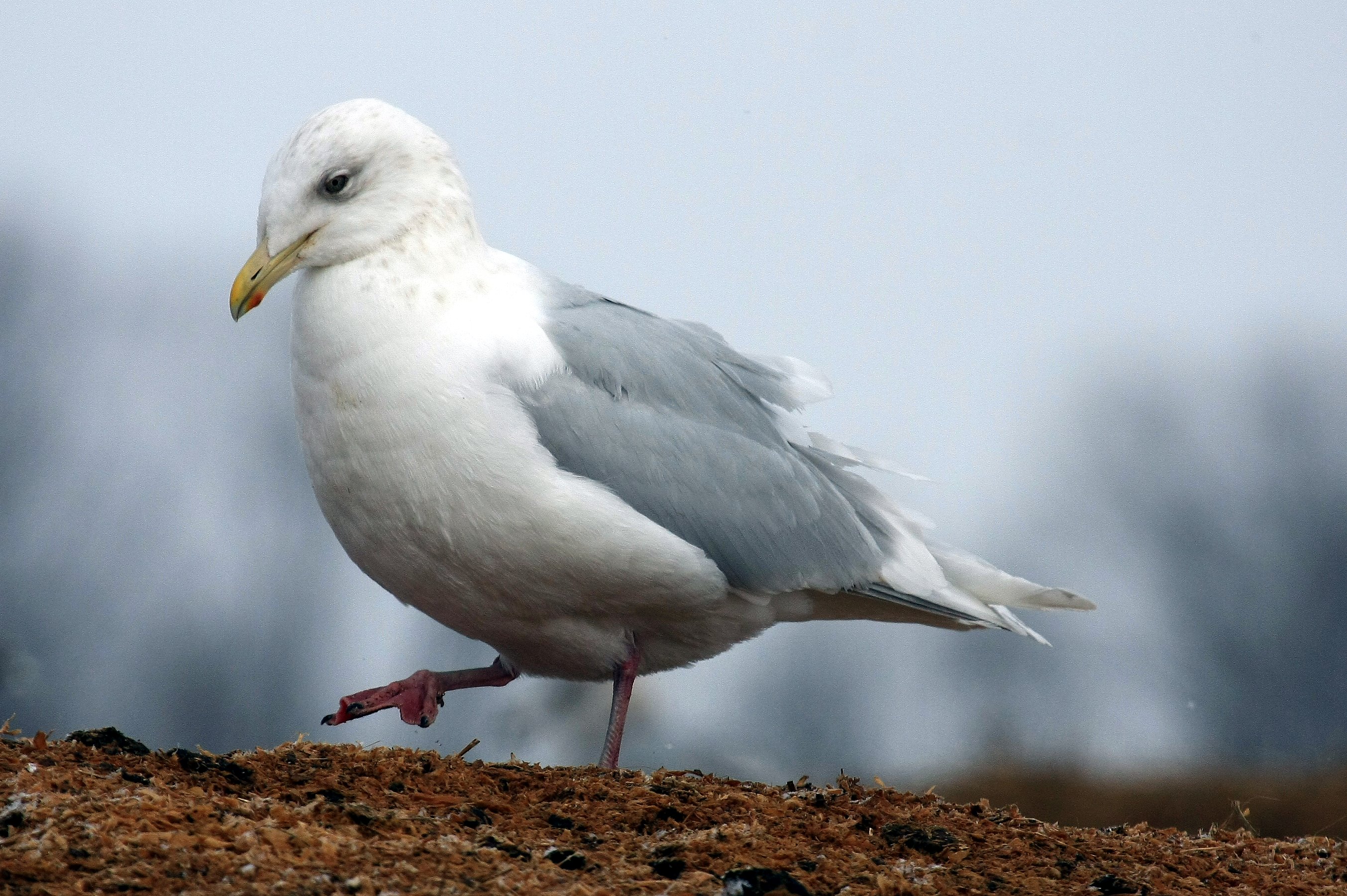 Iceland Gull (Larus glaucoides) :: BirdWeather