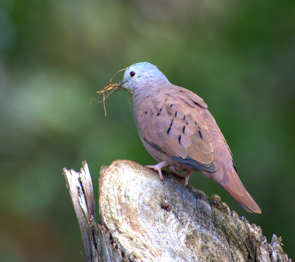 Ruddy Ground Dove (Columbina talpacoti) :: BirdWeather