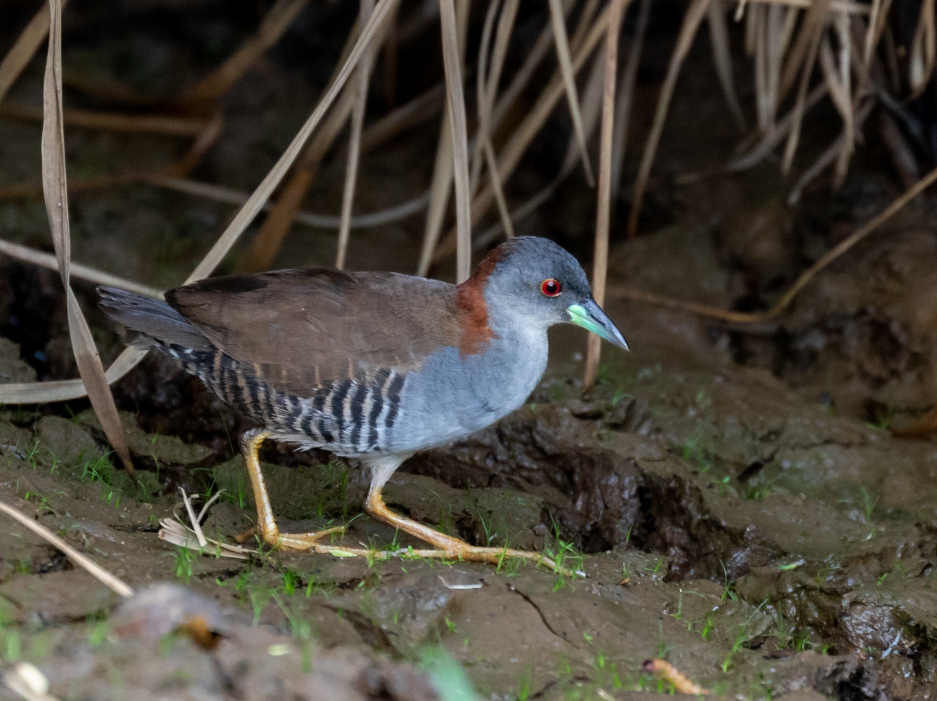 Gray-breasted Crake (Laterallus exilis) :: BirdWeather
