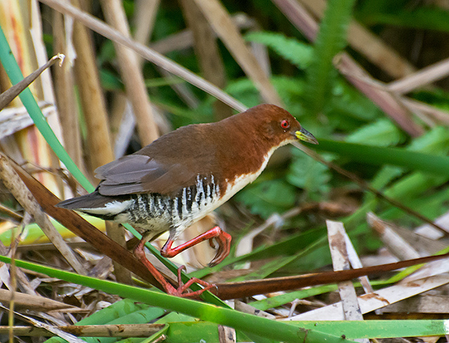 Rufous-sided Crake (Laterallus melanophaius) :: BirdWeather