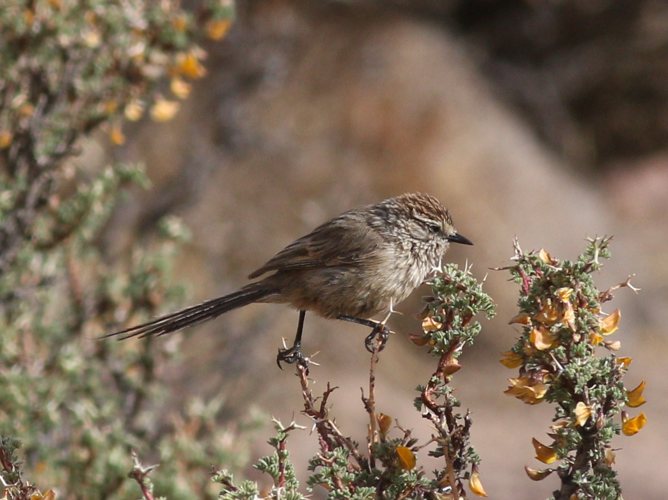 Plain-mantled Tit-Spinetail (Leptasthenura aegithaloides) :: BirdWeather