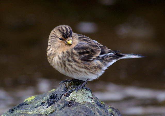 Twite (Linaria flavirostris) :: BirdWeather
