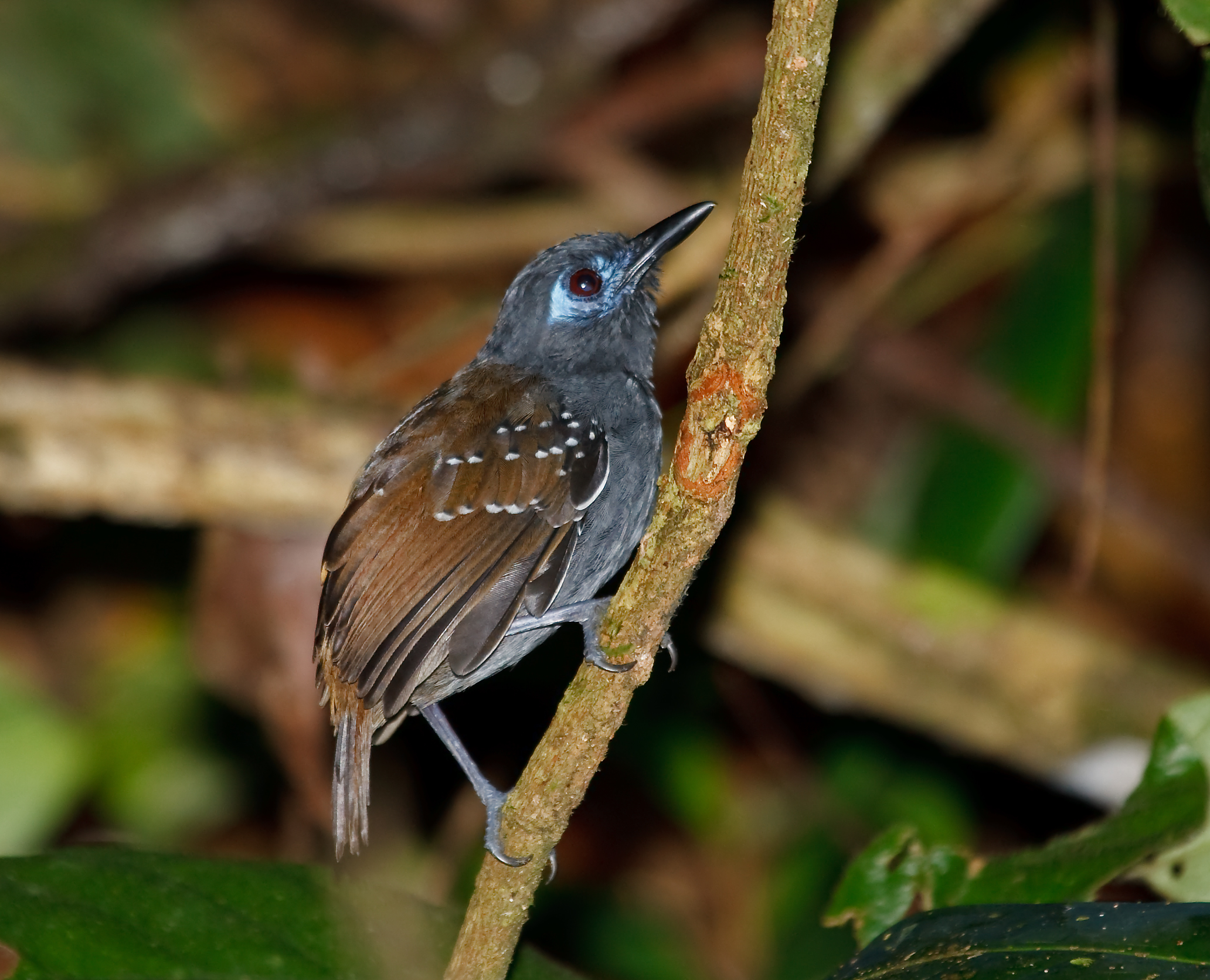 Chestnut-backed Antbird (Poliocrania exsul) :: BirdWeather