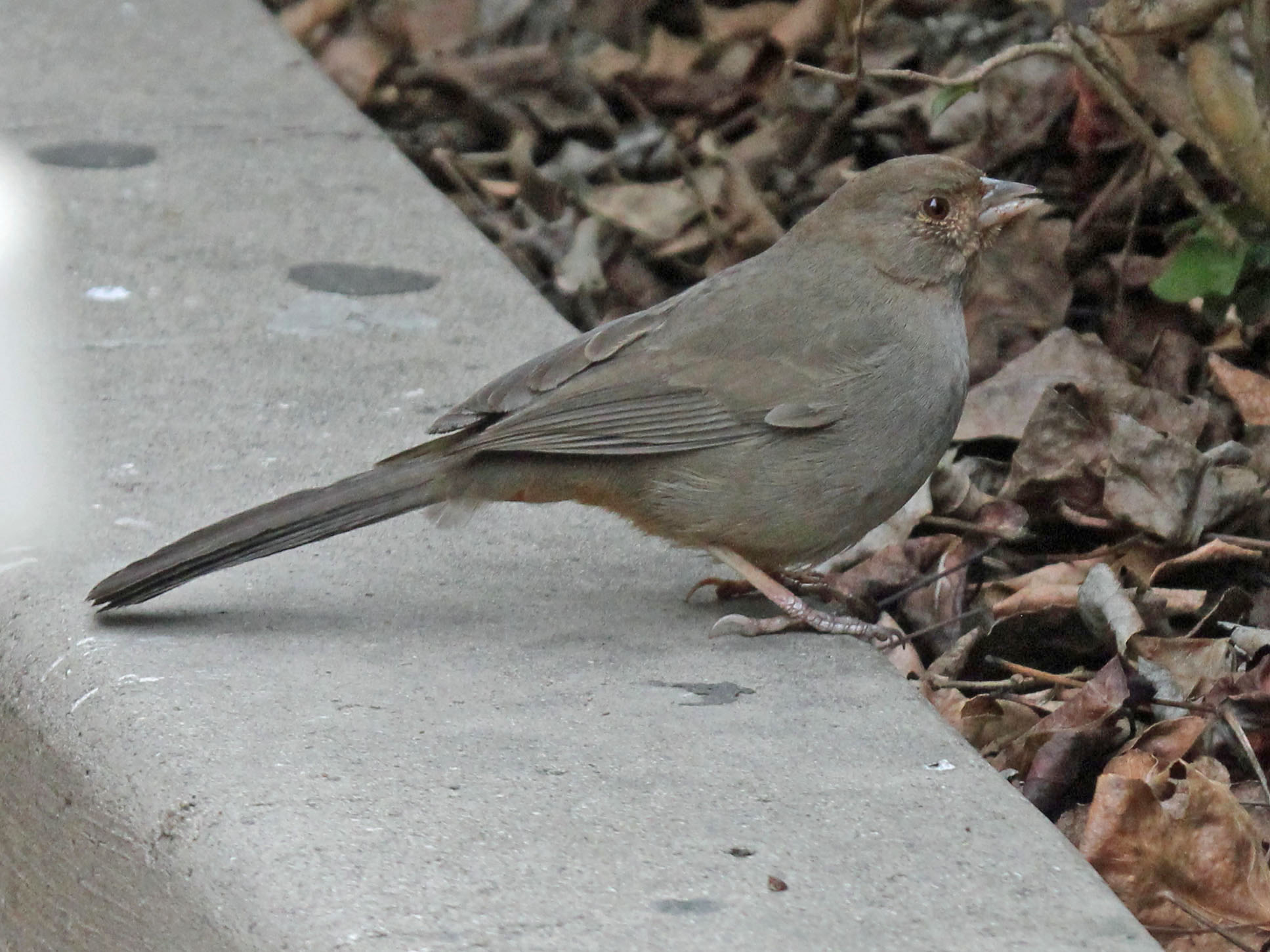 California Towhee (Melozone crissalis) :: BirdWeather
