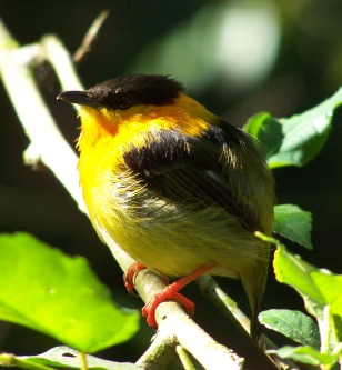 Orange-collared Manakin (Manacus aurantiacus) :: BirdWeather