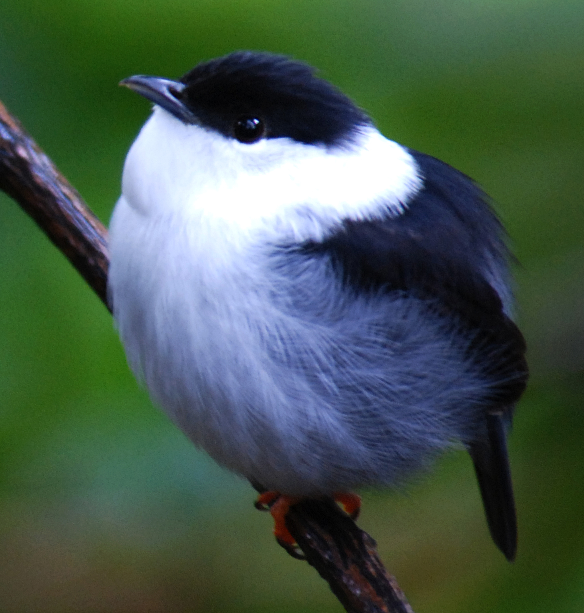 White-bearded Manakin (Manacus manacus) :: BirdWeather