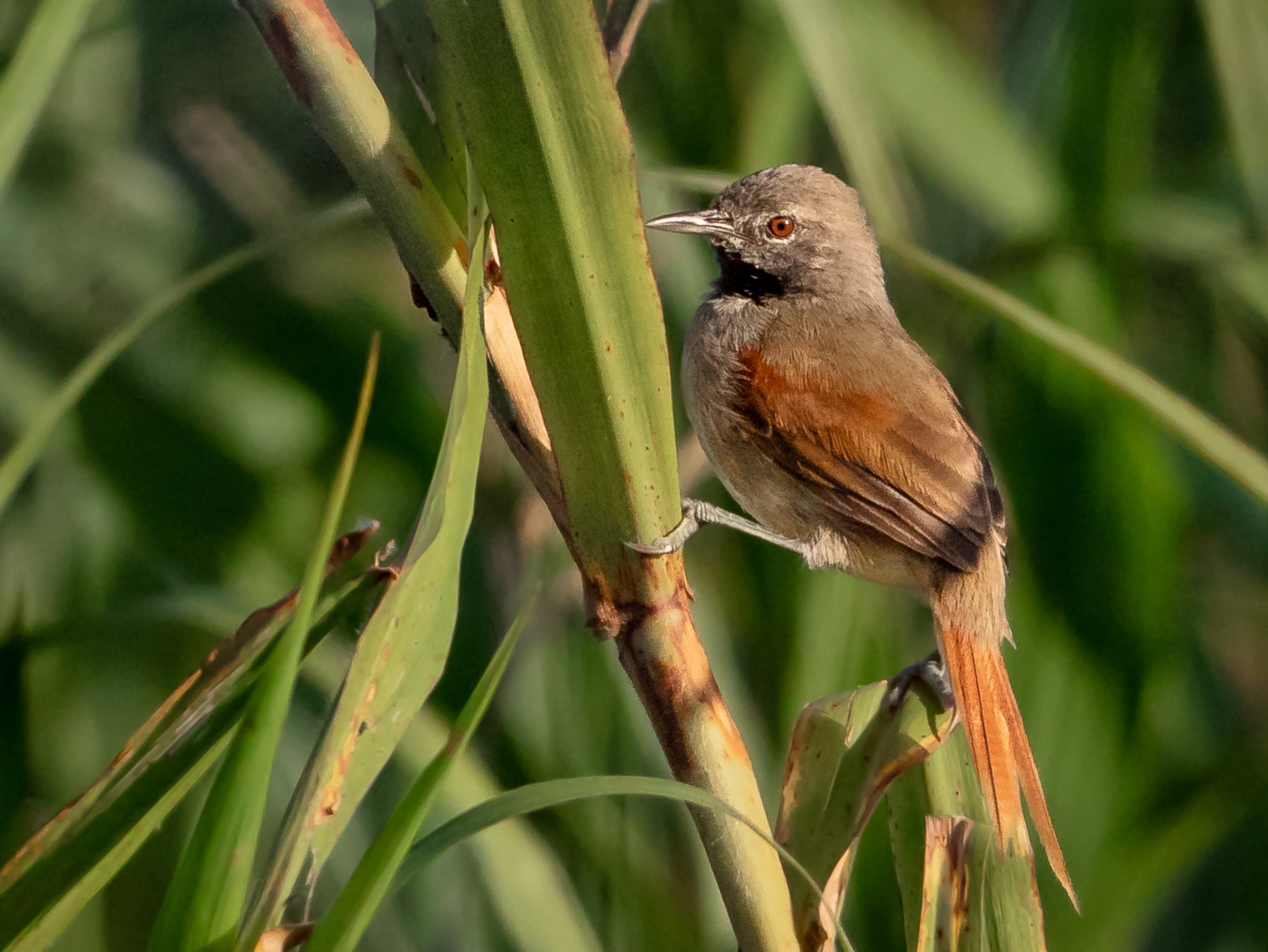 White-bellied Spinetail (Mazaria propinqua) :: BirdWeather