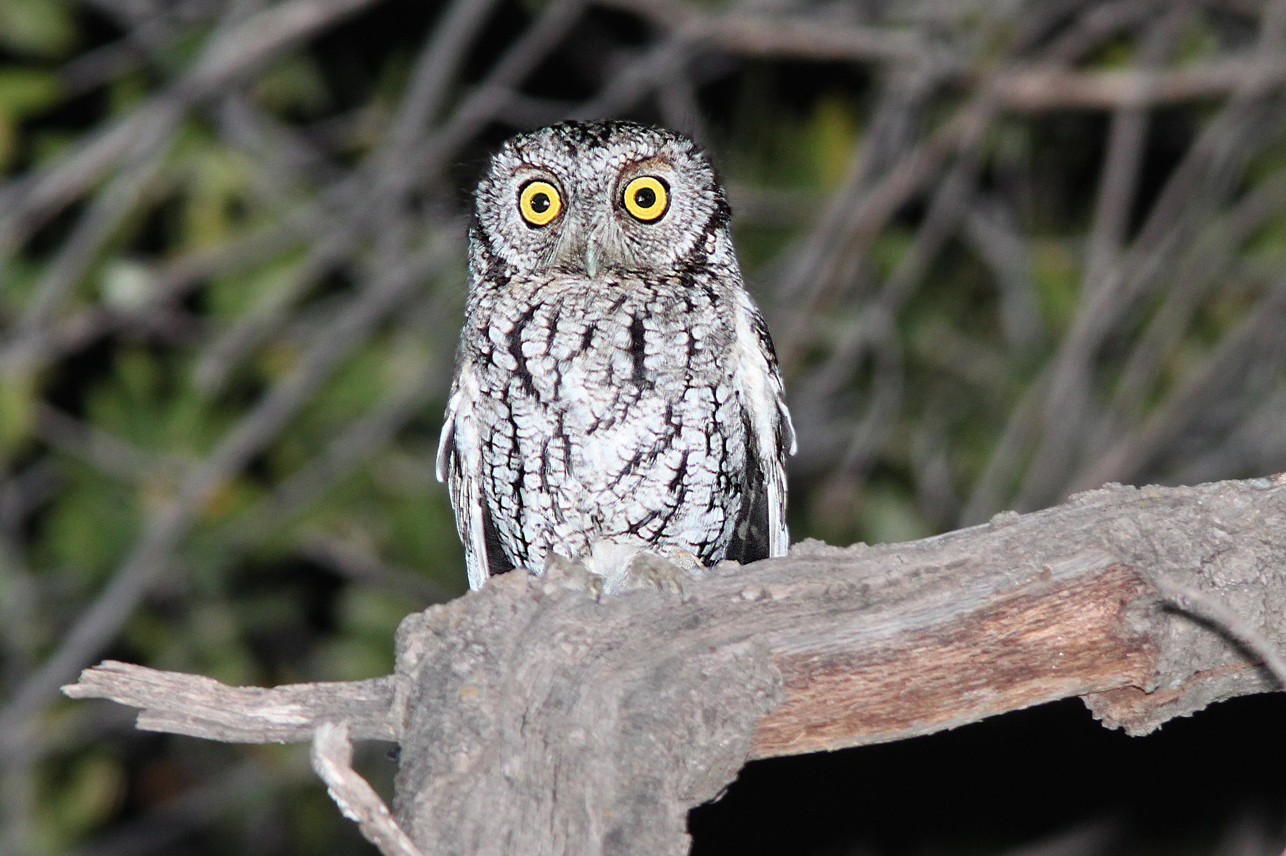 Whiskered Screech-Owl (Megascops trichopsis) :: BirdWeather