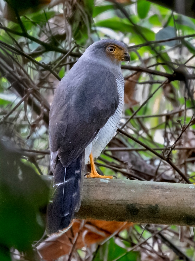 Cryptic Forest-Falcon (Micrastur mintoni) :: BirdWeather