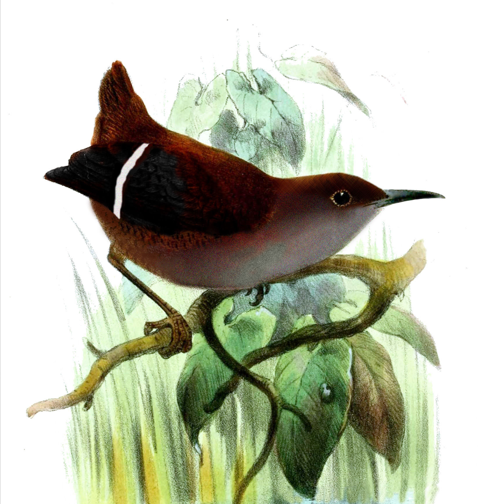 Wing-banded Wren (Microcerculus bambla) :: BirdWeather