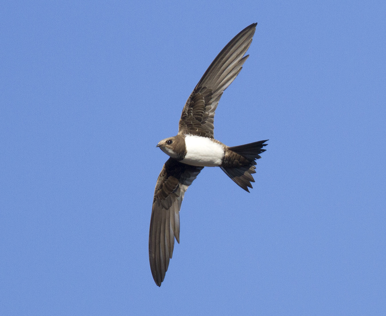 Alpine Swift (Apus melba) :: BirdWeather
