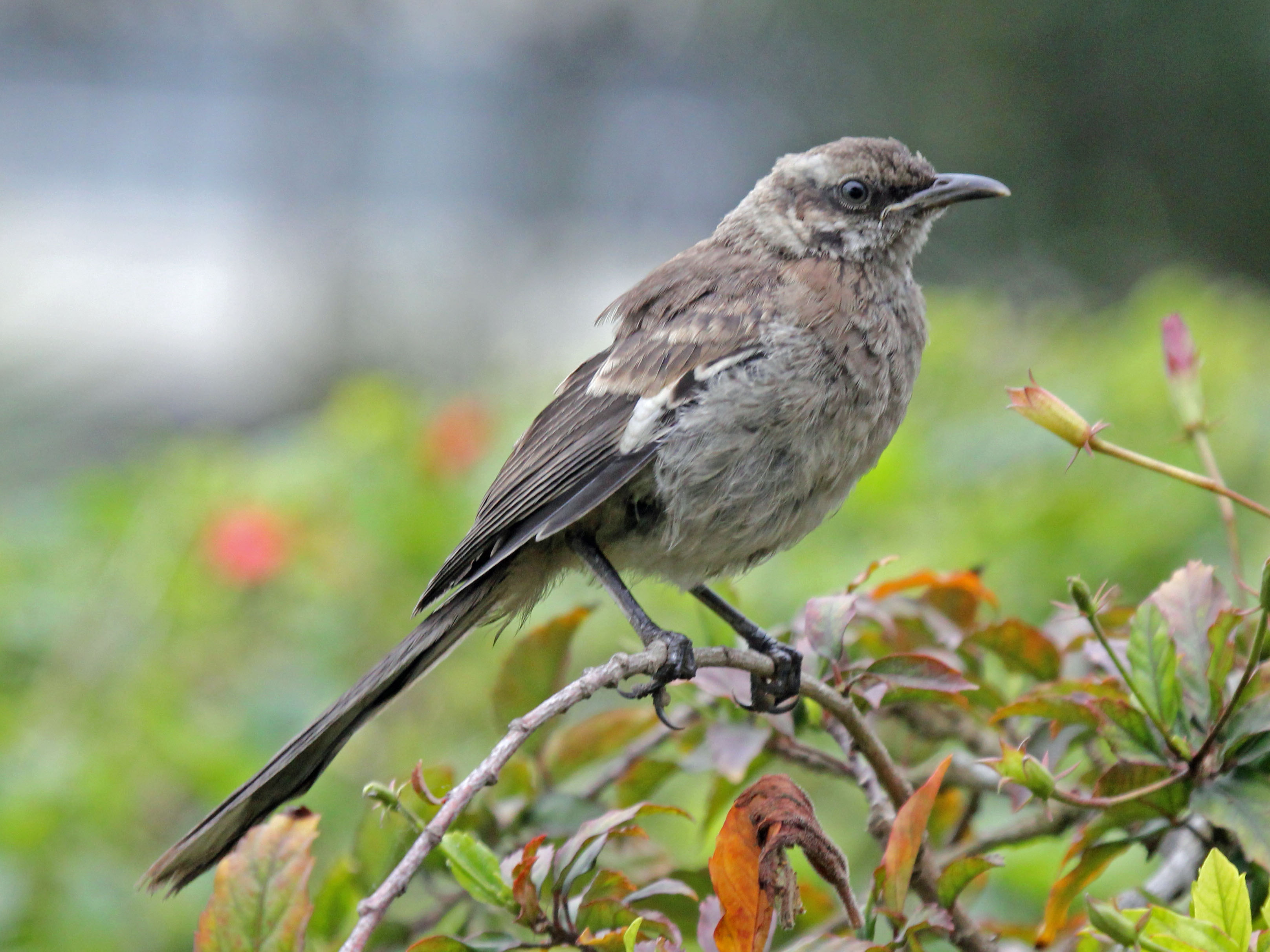 Long-tailed Mockingbird (Mimus longicaudatus) :: BirdWeather