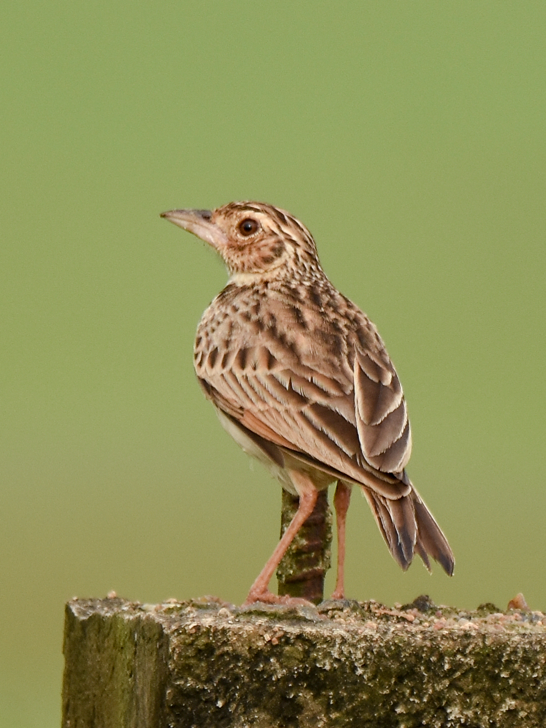 Jerdon's Bushlark (Mirafra affinis) :: BirdWeather