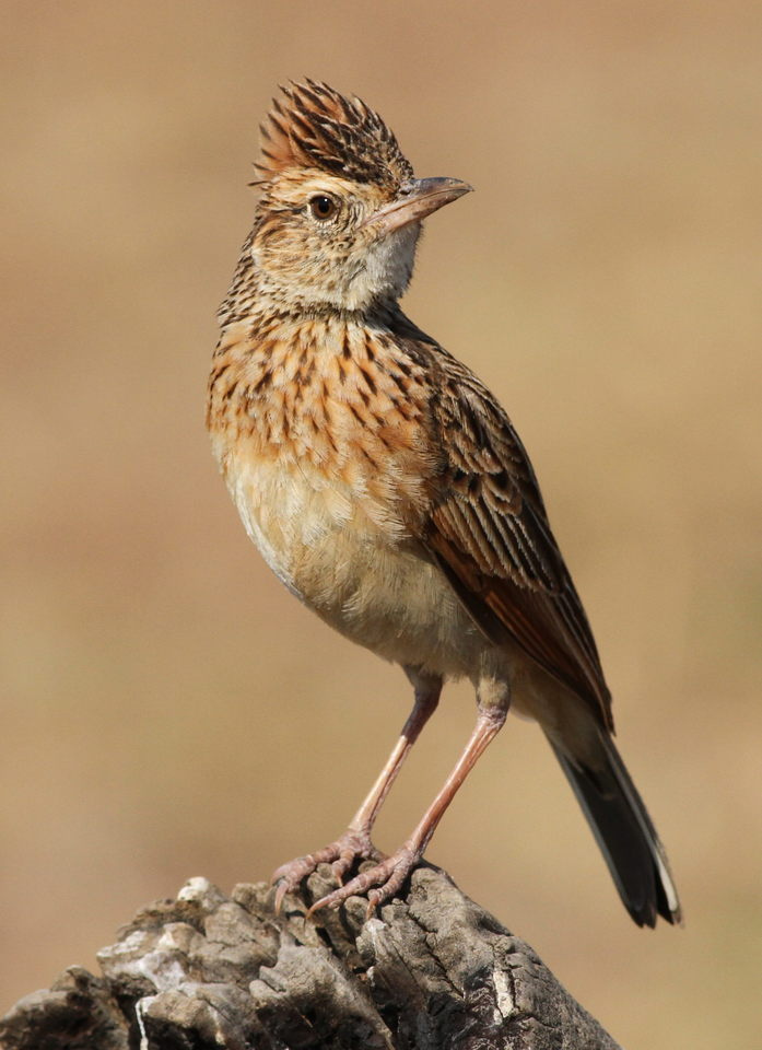 Rufous-naped Lark (Mirafra africana) :: BirdWeather