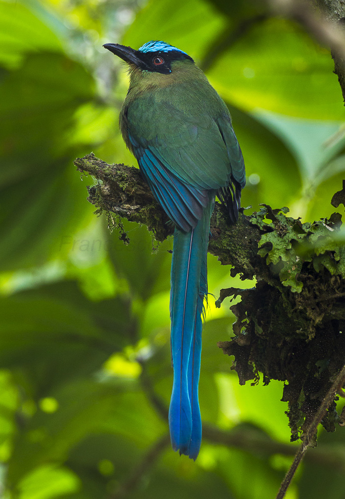 Andean Motmot (Momotus aequatorialis) :: BirdWeather
