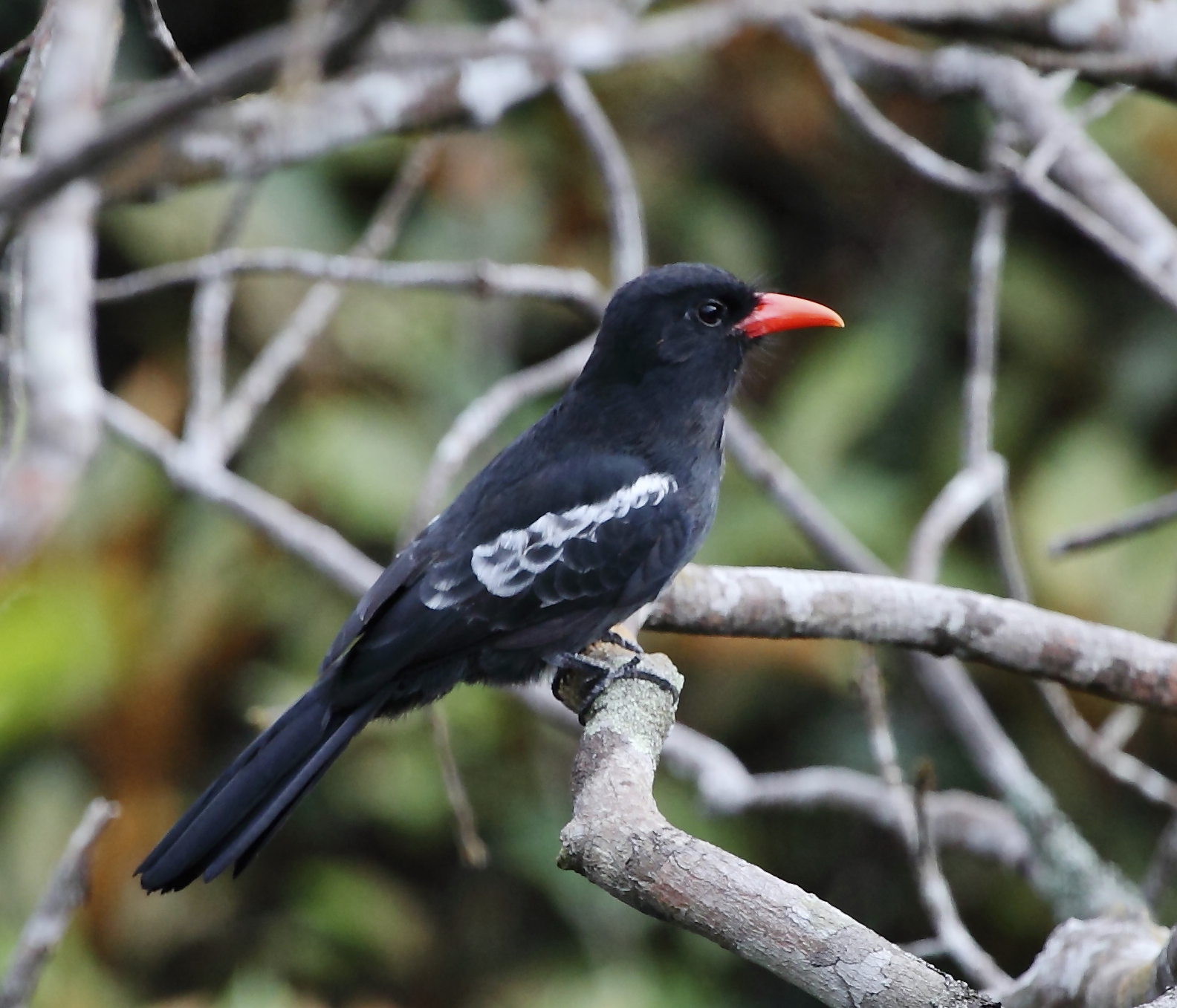 Black Nunbird (Monasa atra) :: BirdWeather