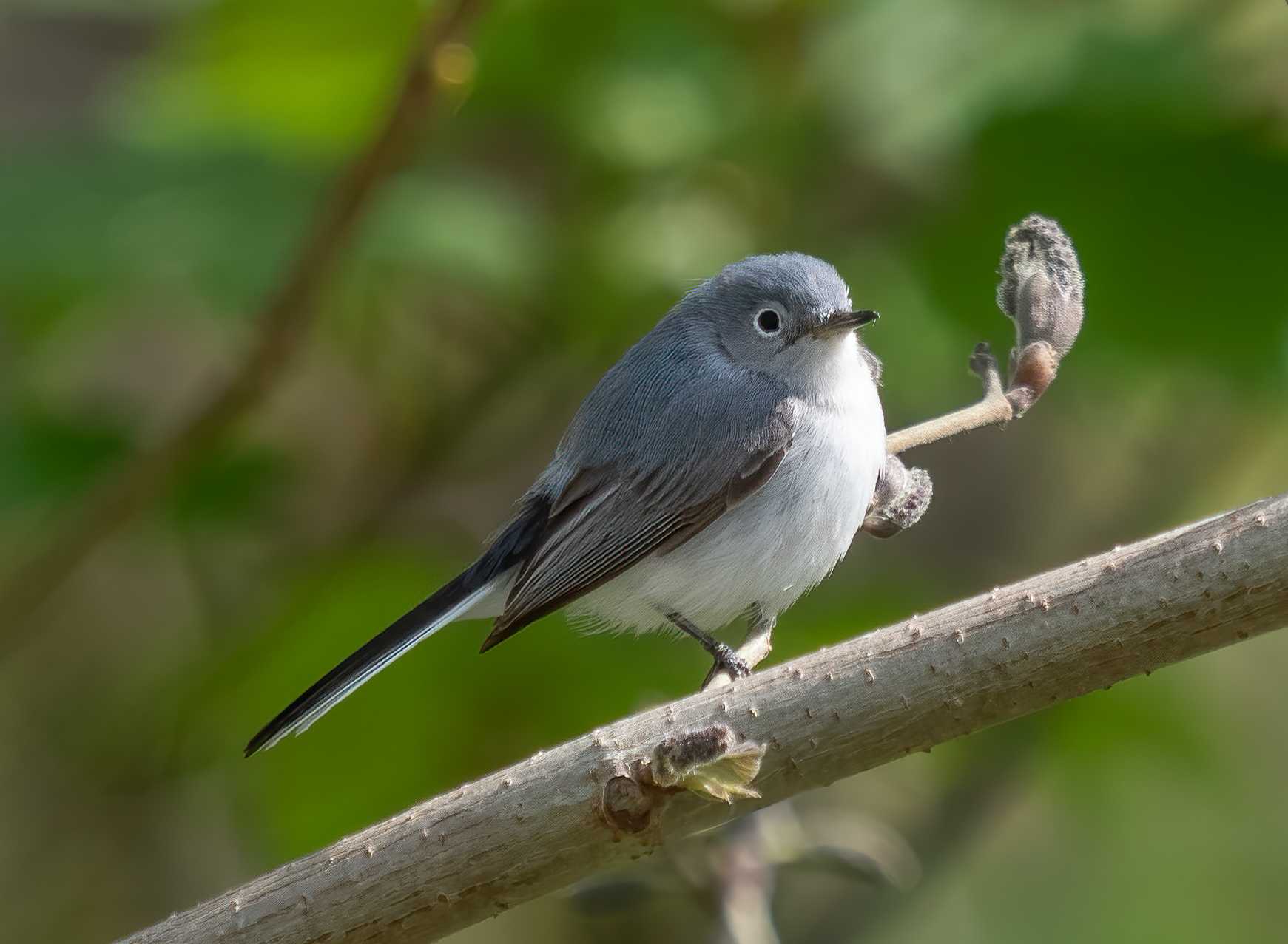 Blue-gray Gnatcatcher (Polioptila caerulea) :: BirdWeather